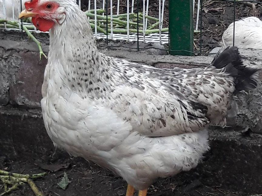 Инкубационное яйцо кур породы Борковская барвистая