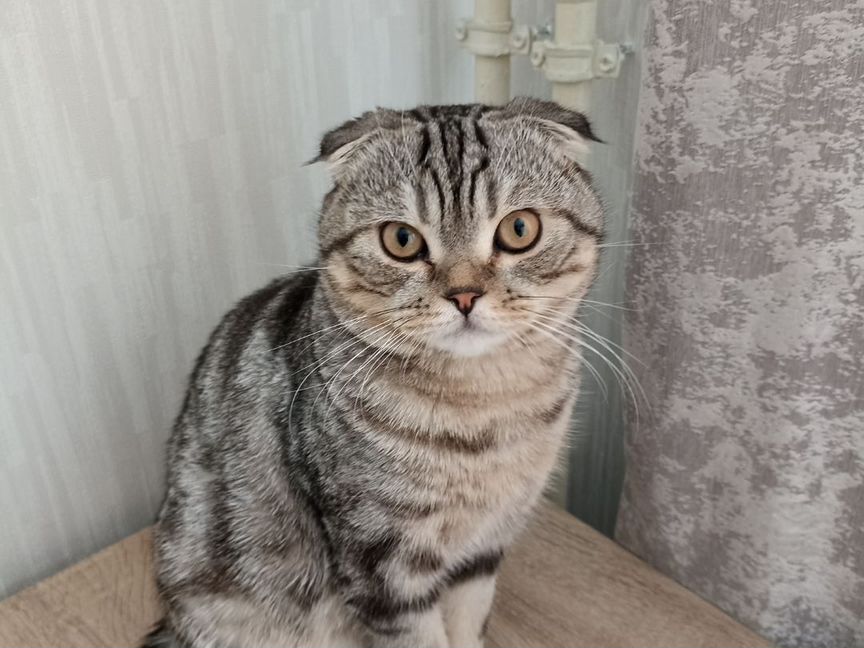 Шотландский вислоухий