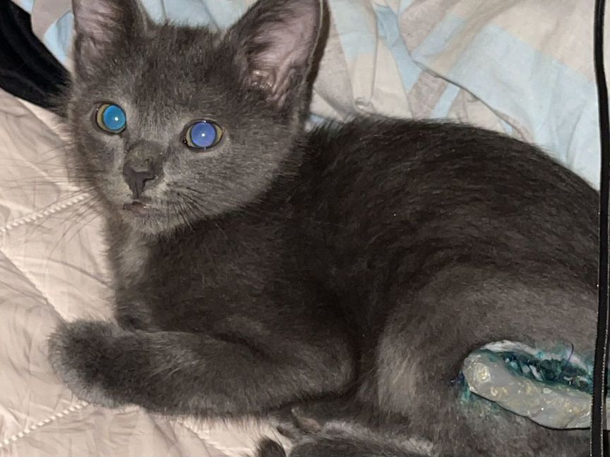 Котенок мальчик,голубой солид