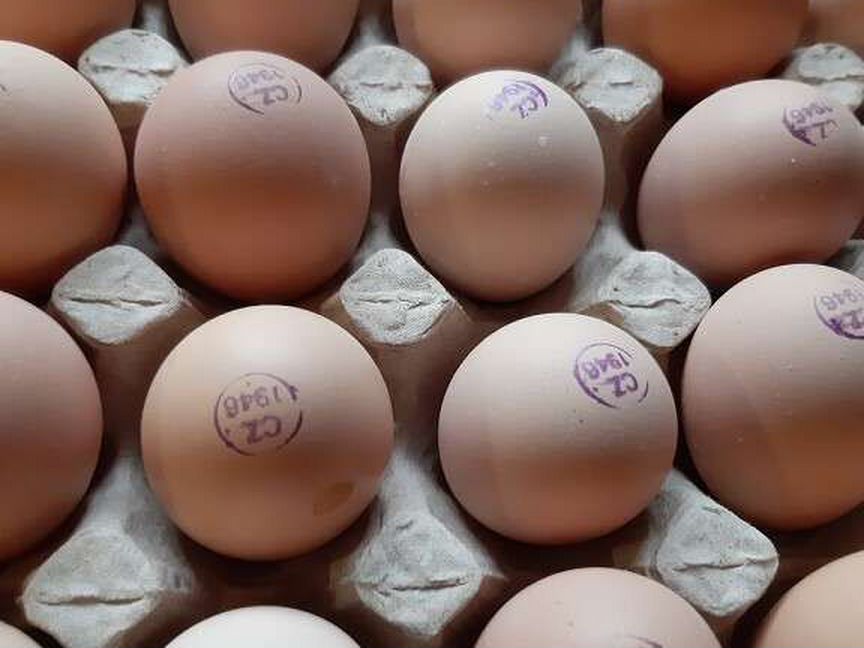 Инкубационное яйцо бройлера