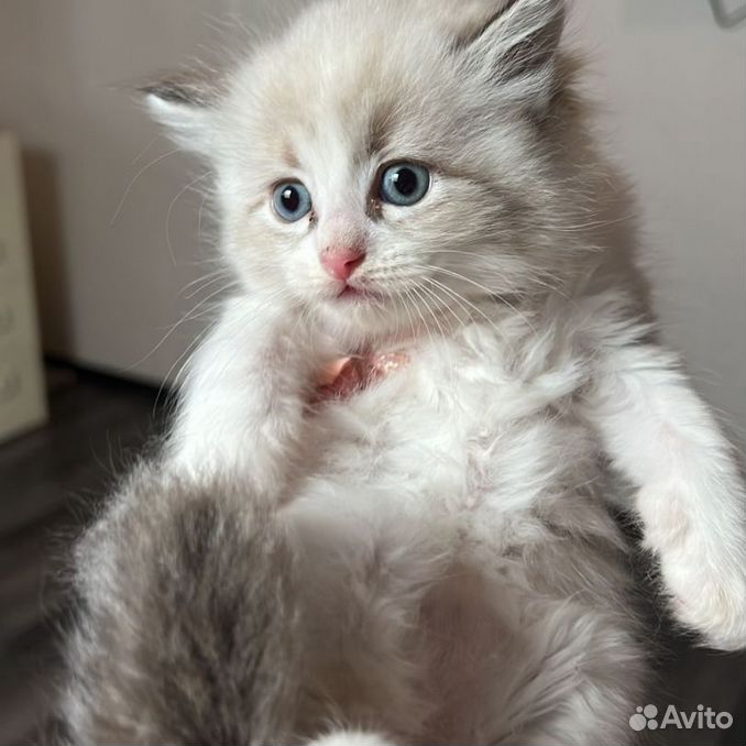 Шикарный мальчик рэгдолл