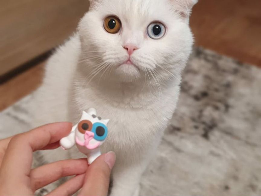 Ищем невесту для британца на вязку