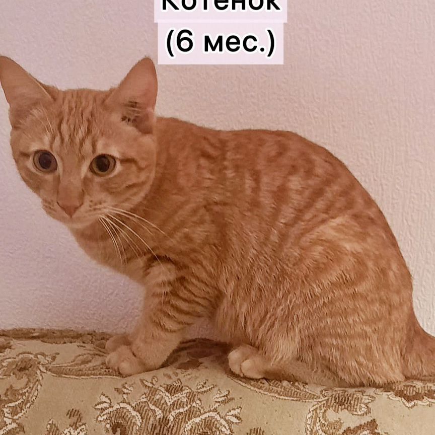 Котёнок в добрые руки