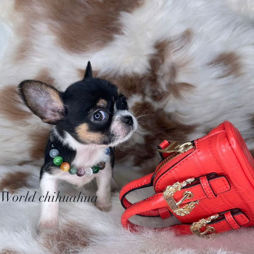 Чихуахуа, щенок