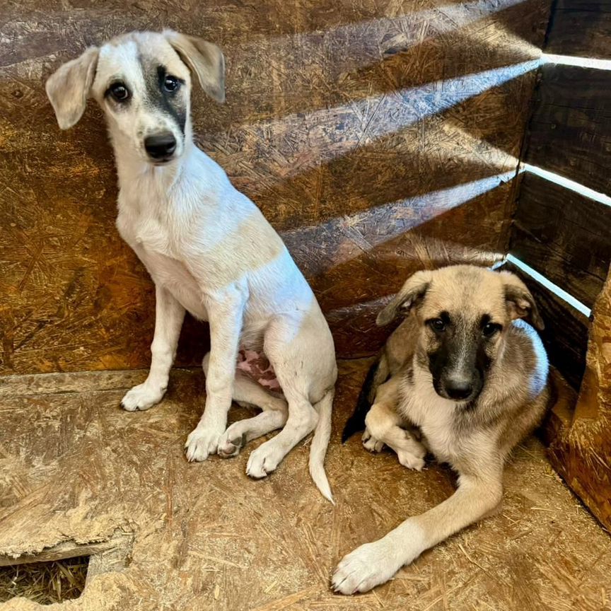 Щенки из Курского отлова в добрые руки