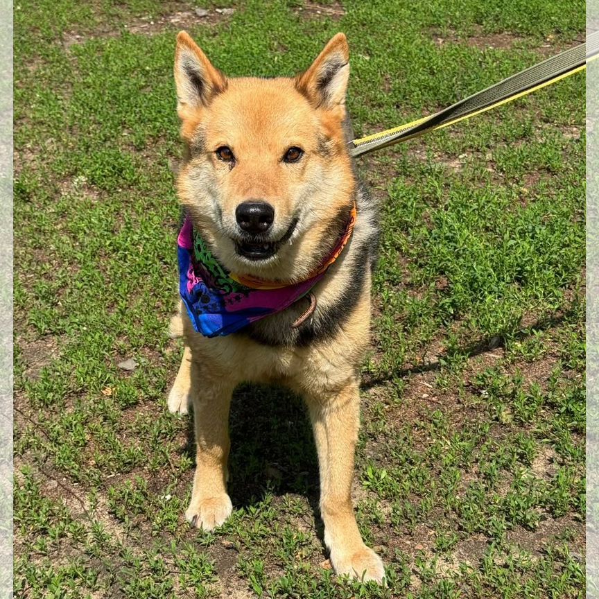 Взрослый пёс в добрые руки