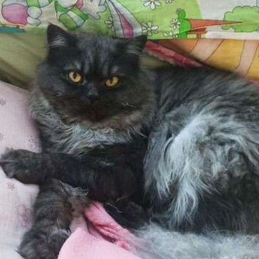 Персидская, взрослая кошка