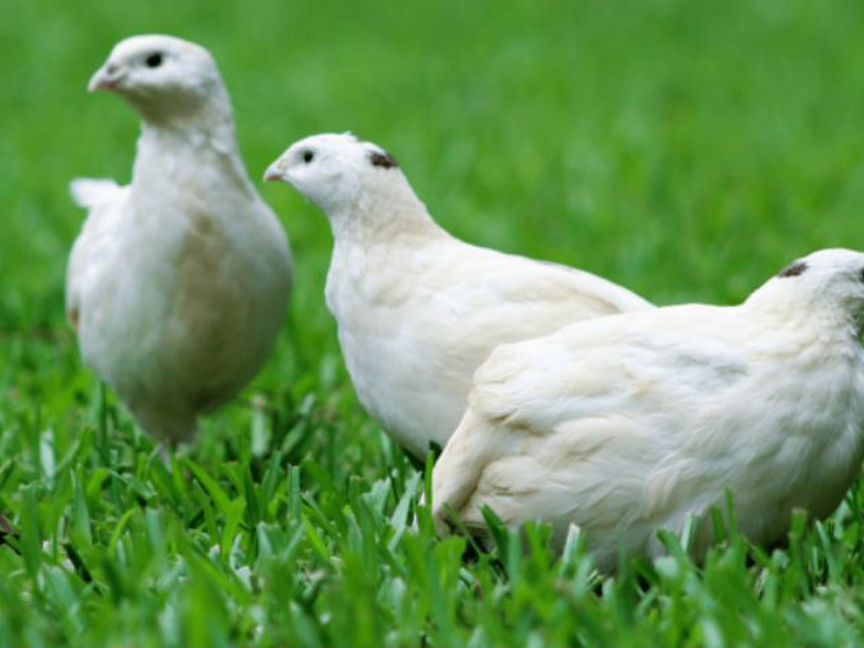 Отдам перепелов петушков