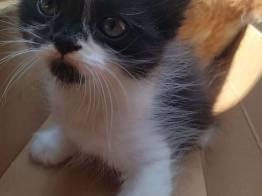 Котята в добрые руки 1 месяц