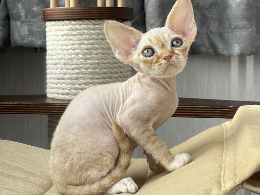 Котята Девон-рекс