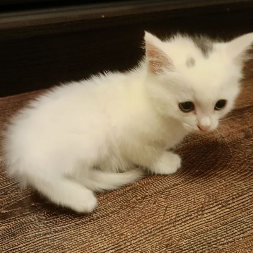 Котенок девочка в добрые руки