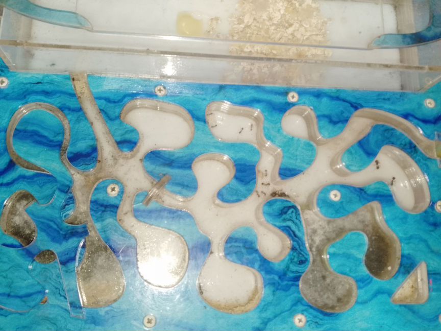 Муравьиная ферма с муравьями без корма