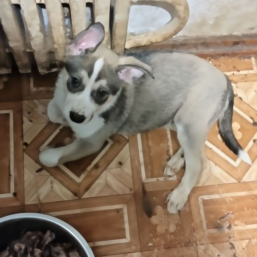 Лайка, щенок