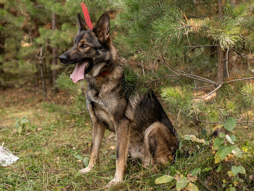 Собака в добрые руки