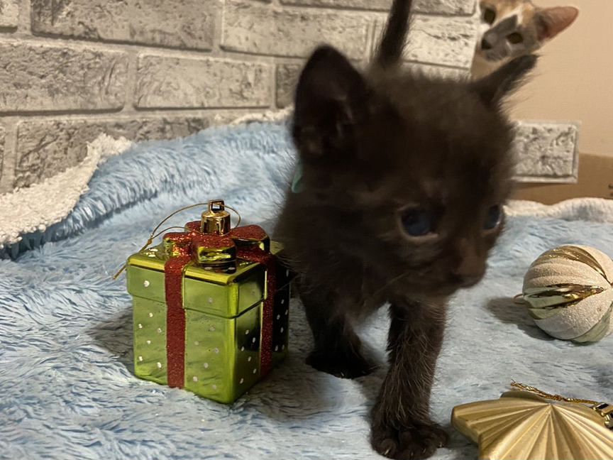 Котенок сфинкс мальчик Зевс
