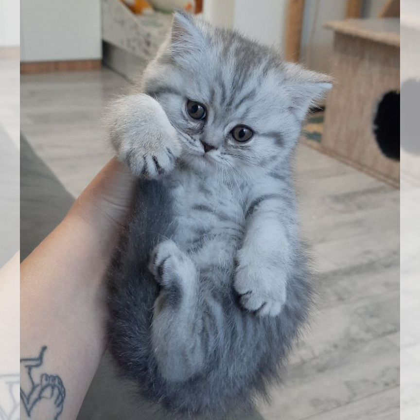 Шотландский прямоухий короткошёрстный котёнок