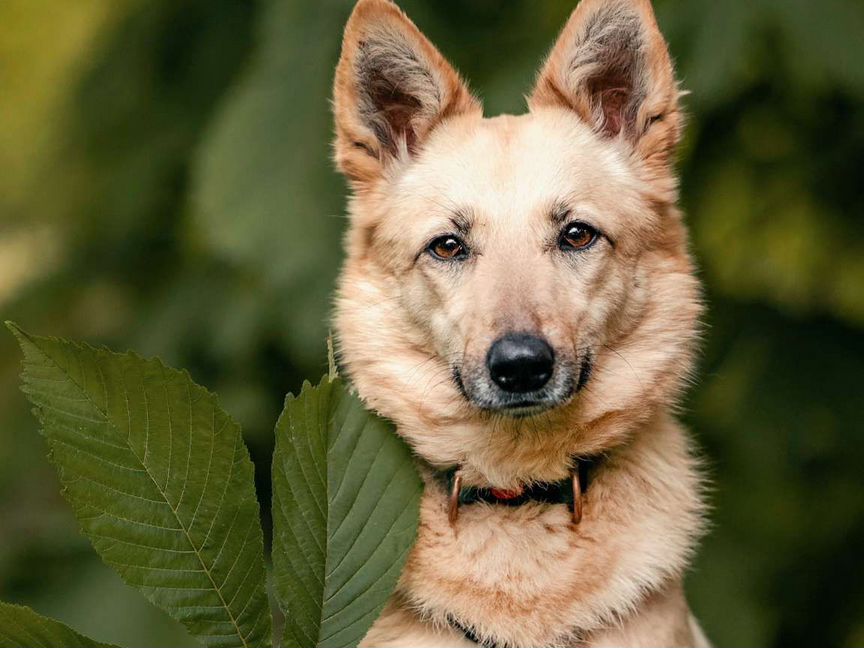 Собака из приюта в добрые руки