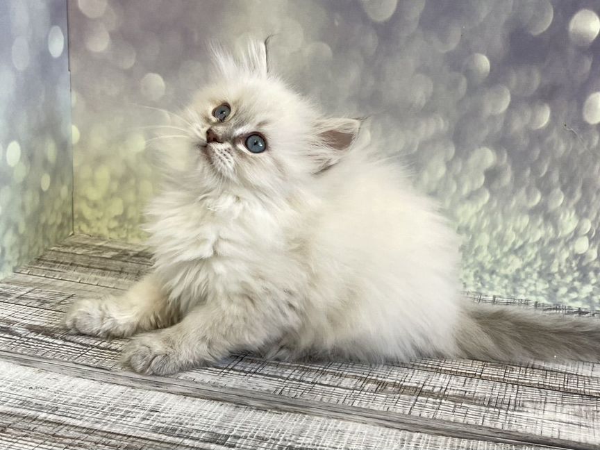 Невская маскарадная девочка