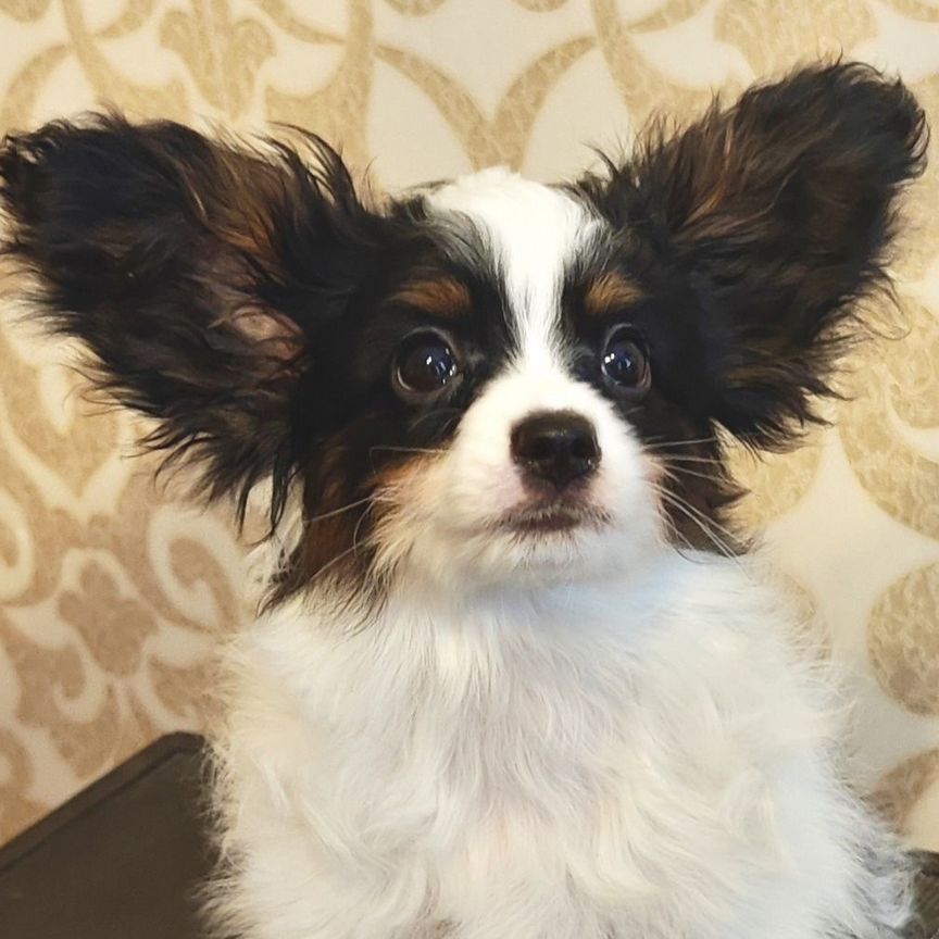 Континентальный той-спаниель папильон, щенок