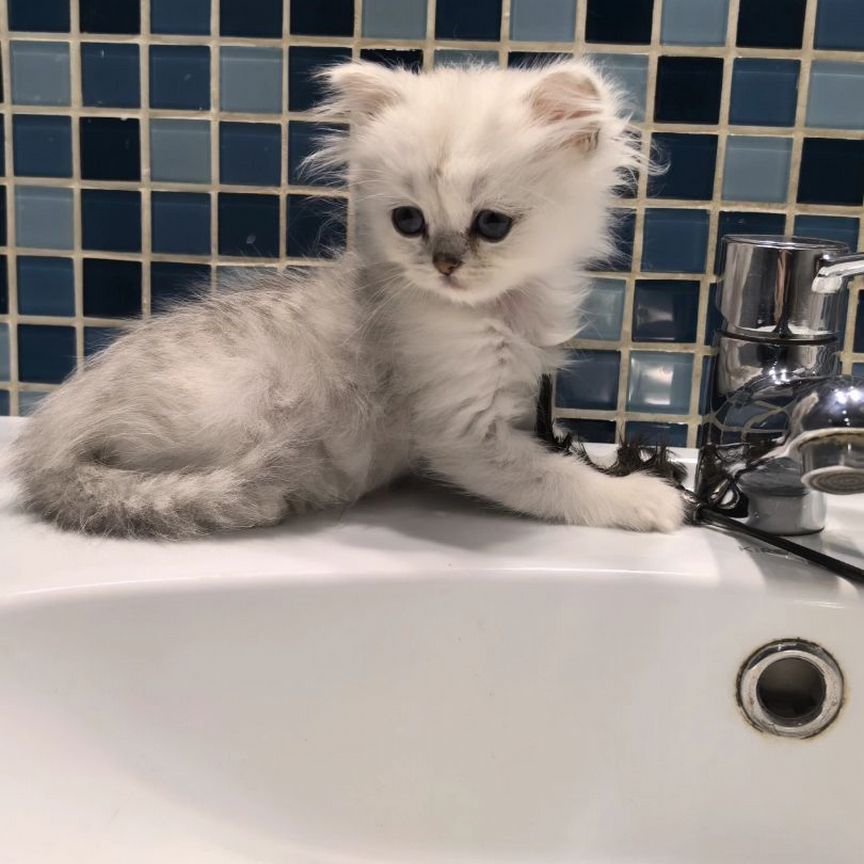 Шотландские котята серебристая шиншилла