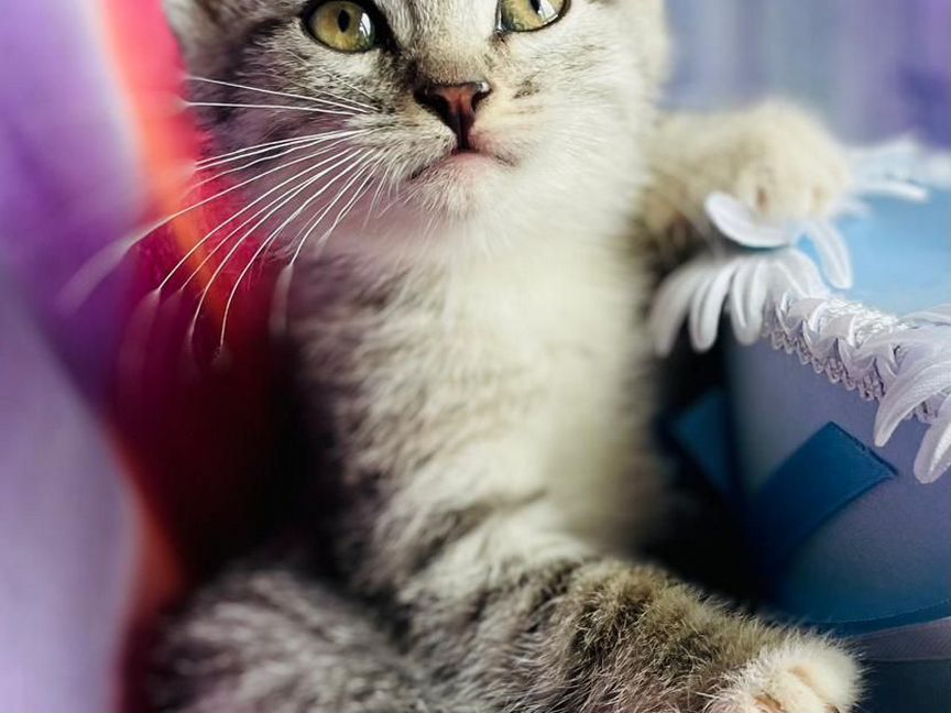 Котенок крошка ищет дом