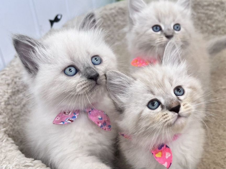 Невская маскарадная