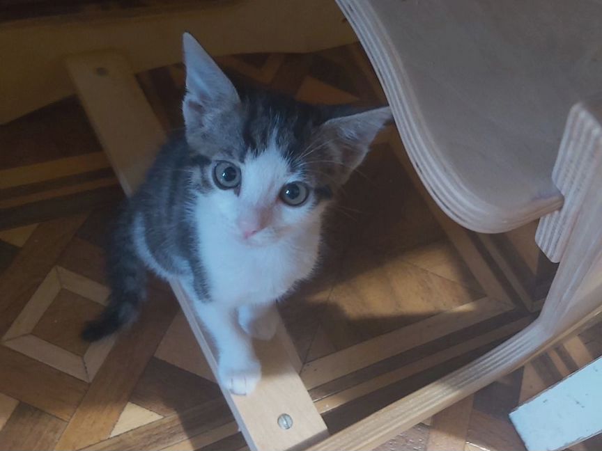 Котенок в добрые руки бесплатно