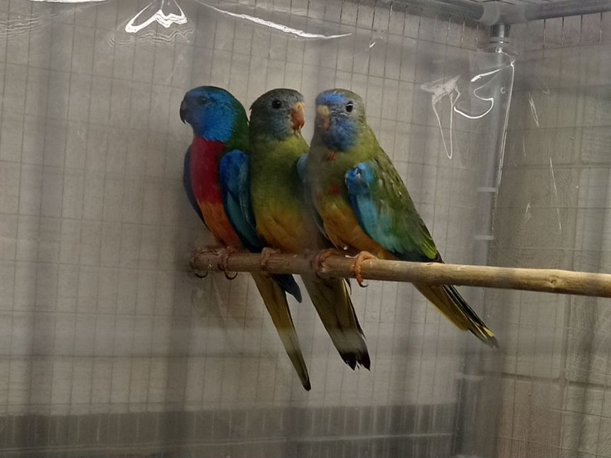 Попугайчики глянцевые