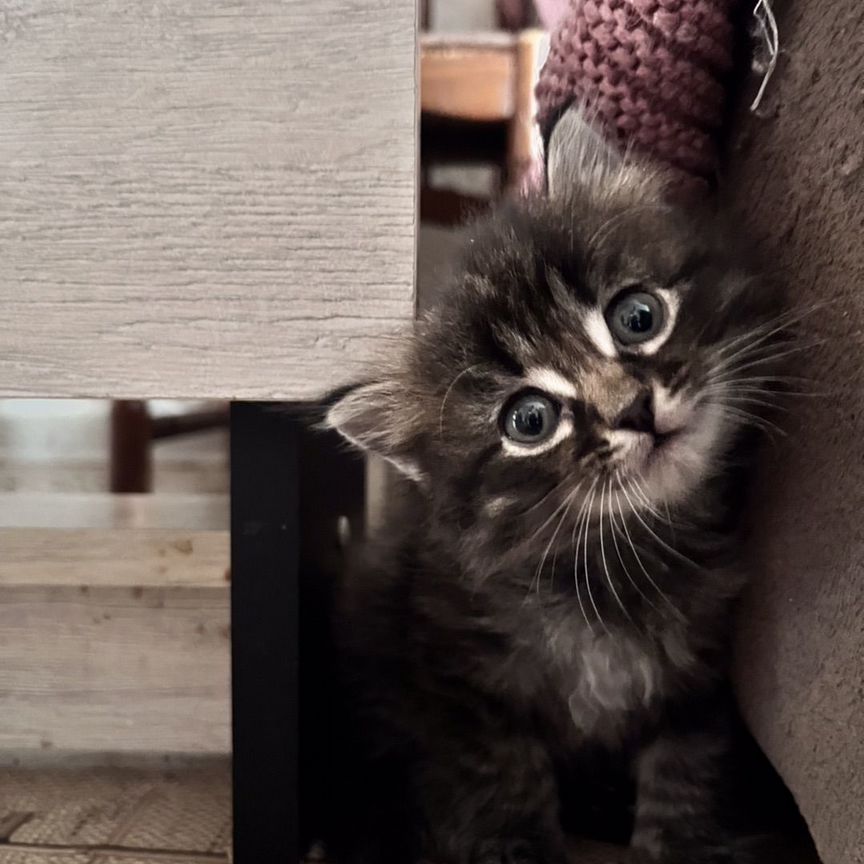 Сибирские котята