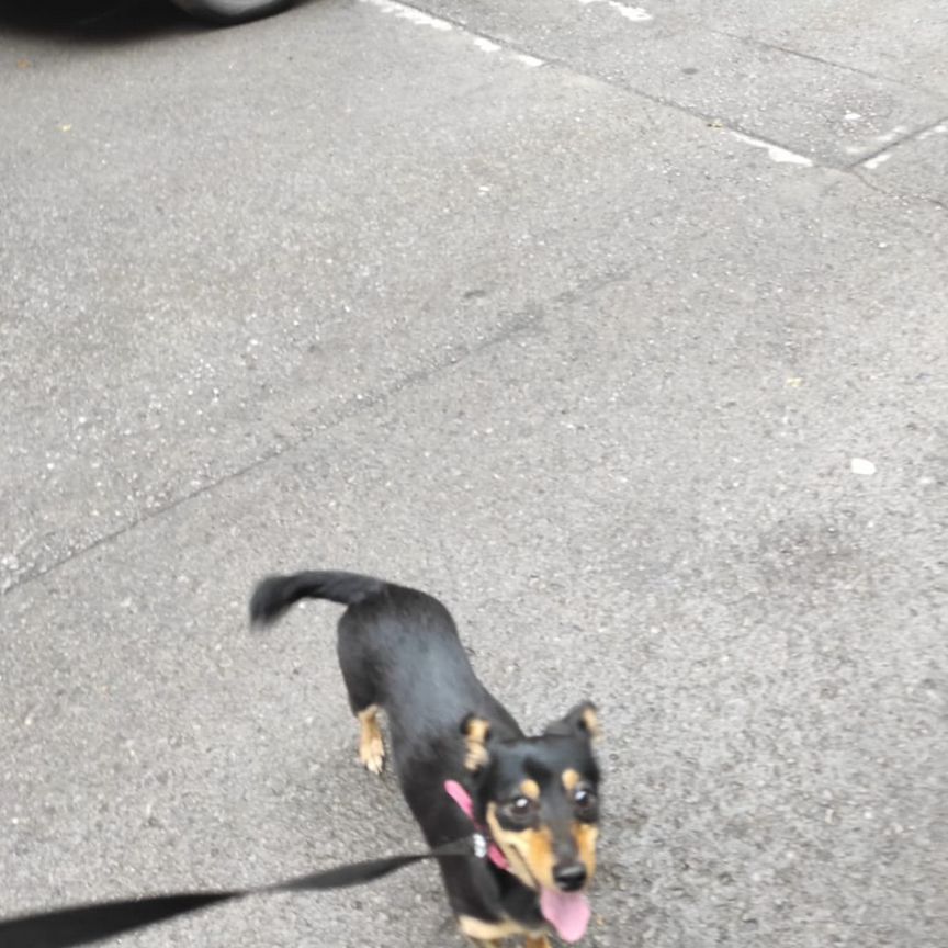 Отдаю собаку в добрые руки