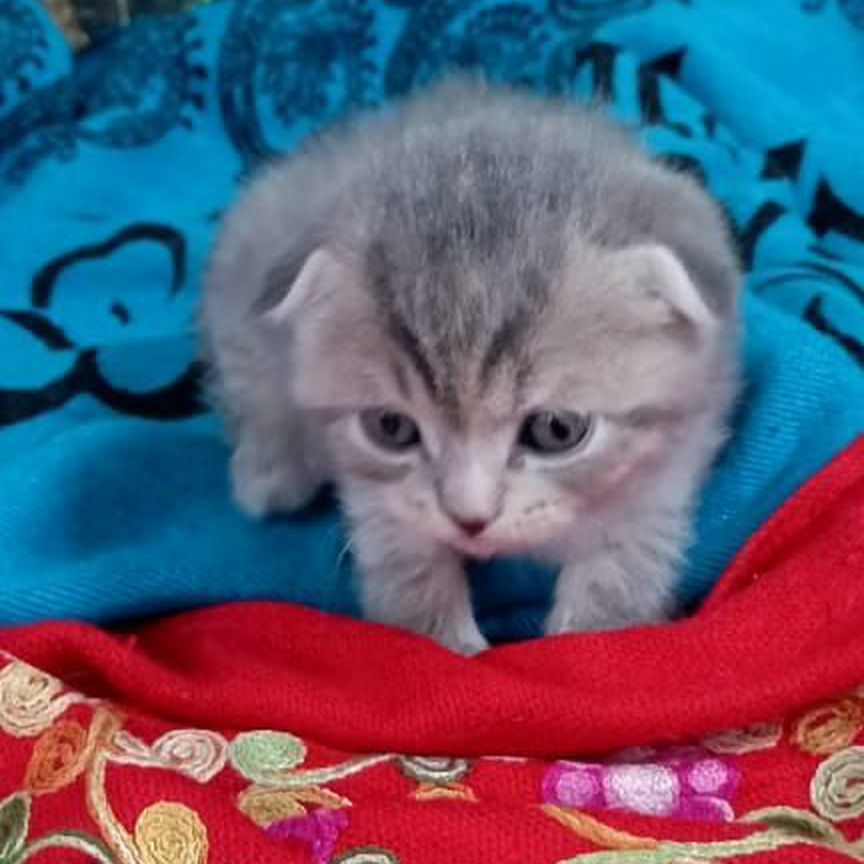 Шотландская вислоухая и страйт