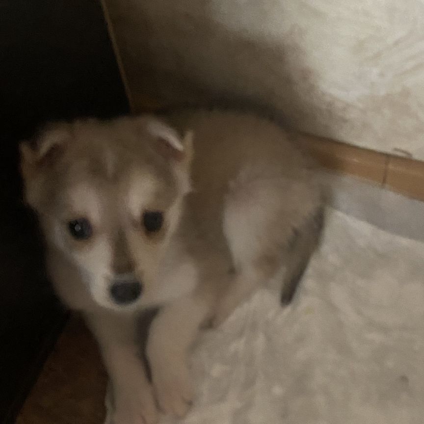 Сибирский хаски, щенок