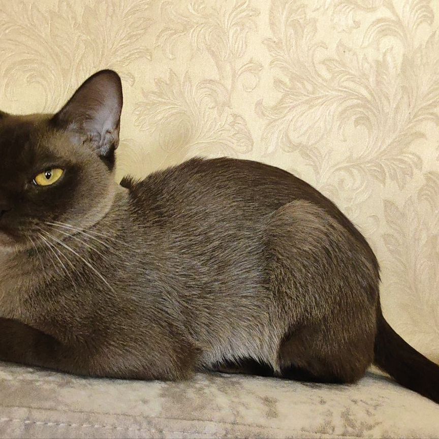 Бурманская кошка