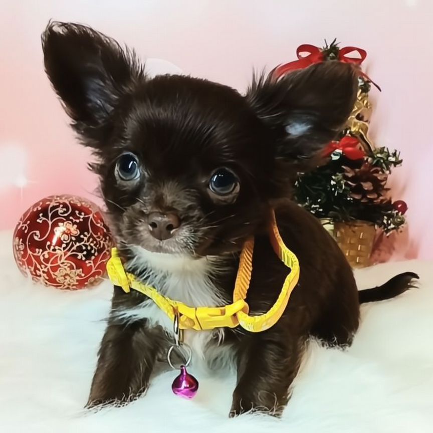 Чихуахуа, щенок