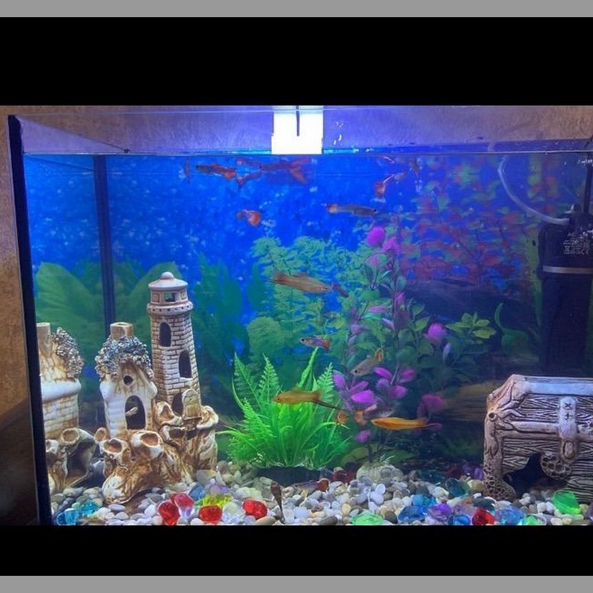 Аквариум с рыбками