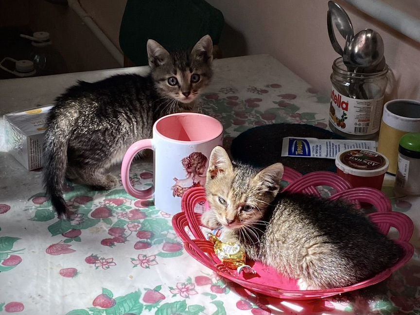 Котята в добрые руки бесплатно