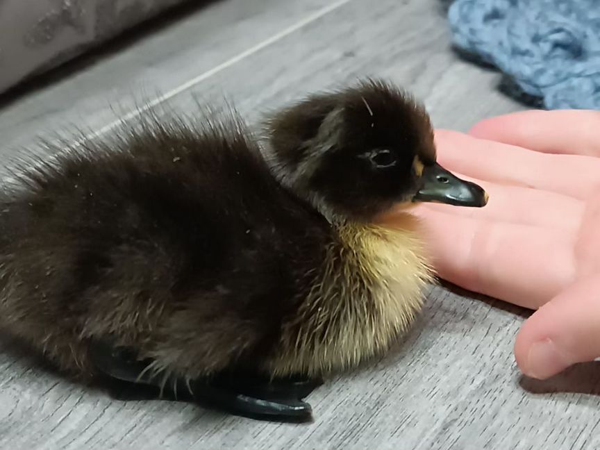 Птенцы индийского бегунка (уточка проходящая)