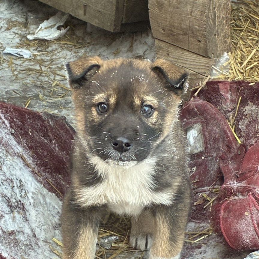 Щенок в добрые руки