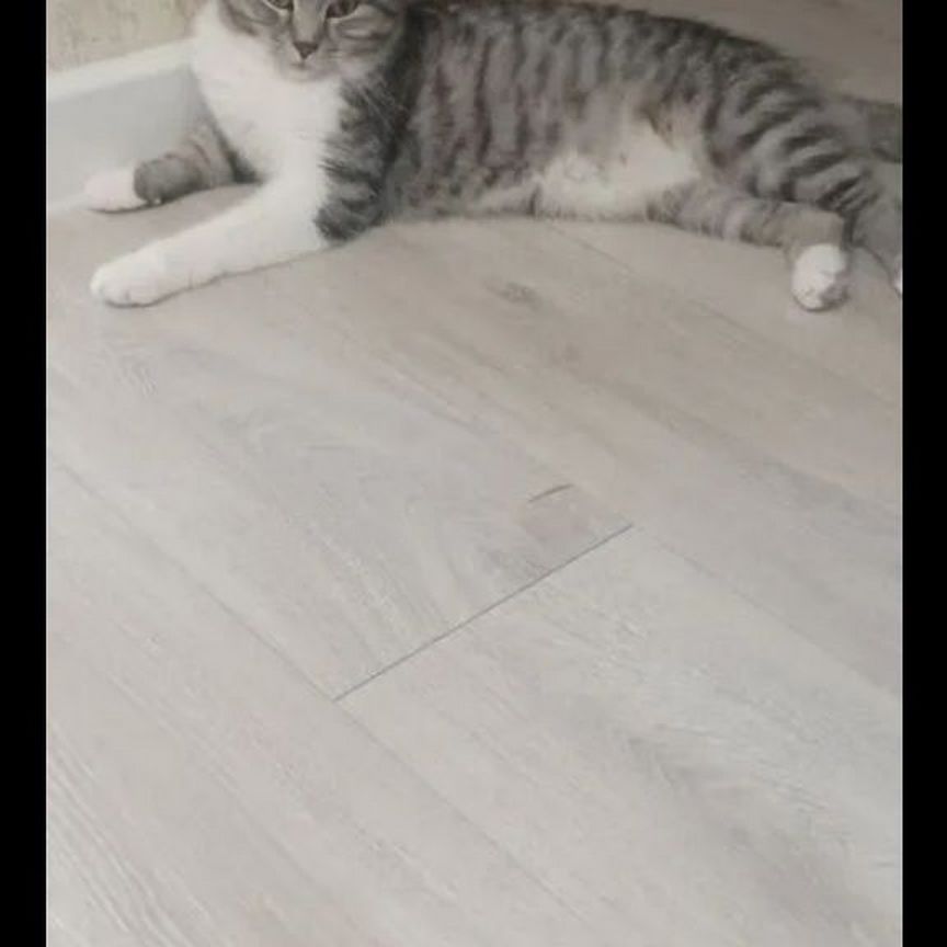 Взрослая, Девочка кошка в добрые руки