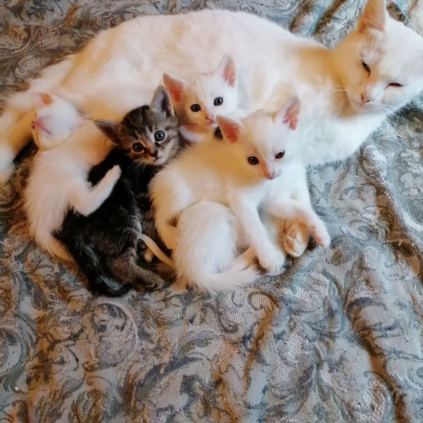 Котята в добрые руки бесплатно