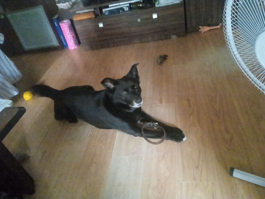 Собаки потеряшки на фото не та собака