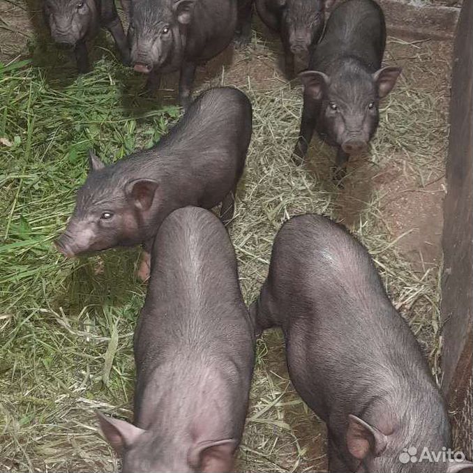 Вьетнамск вислобрюхий поросенок