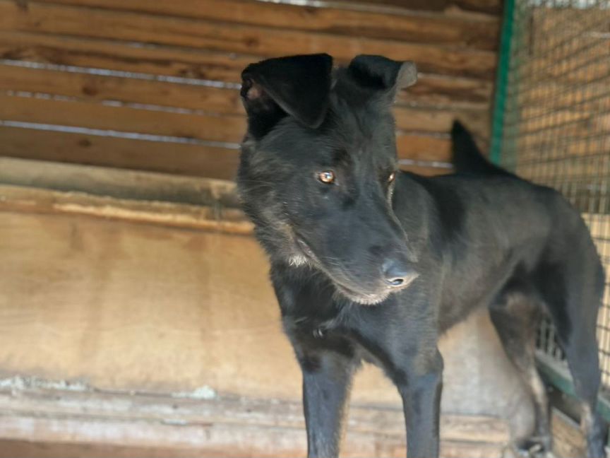 Снупи спокойный, добрый пёс