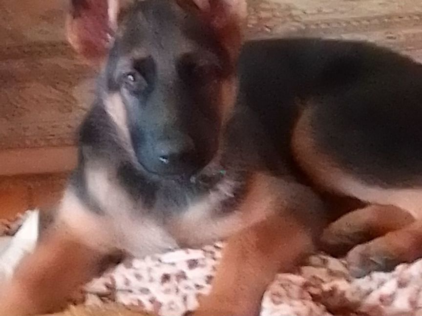 Щенок немецкой овчарки