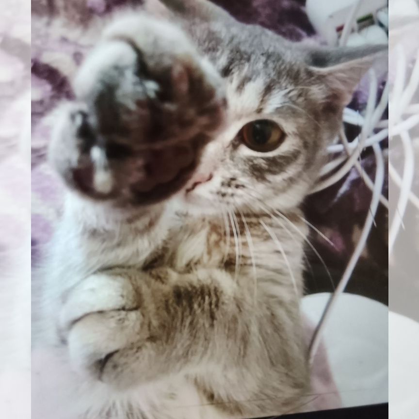 Мейн-кун котёнок