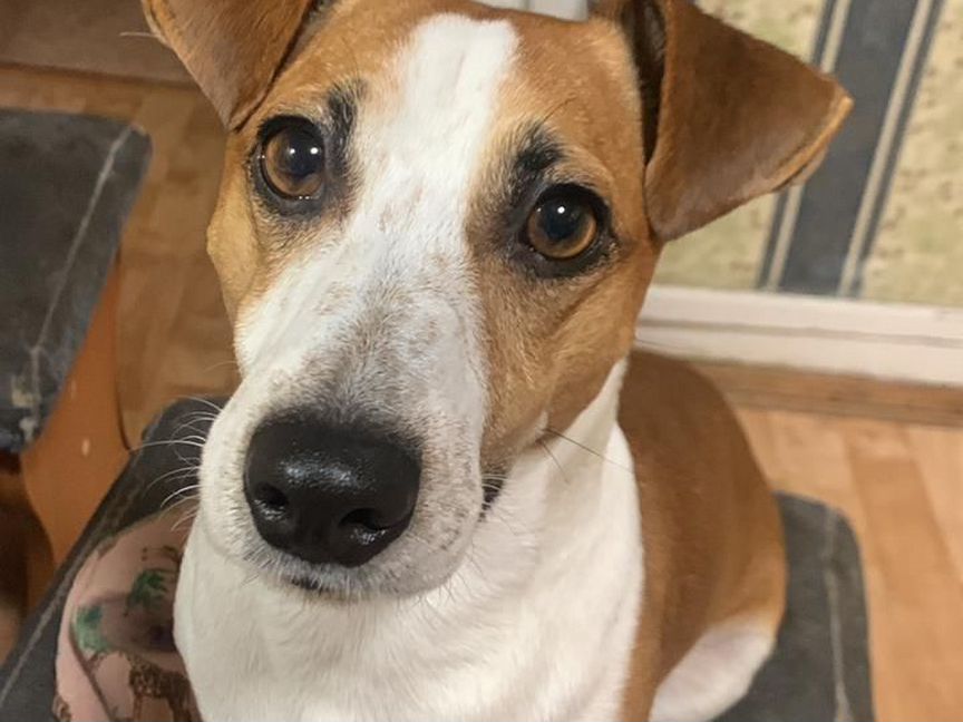 Щенки Джек рассел терьер мальчик и девочка