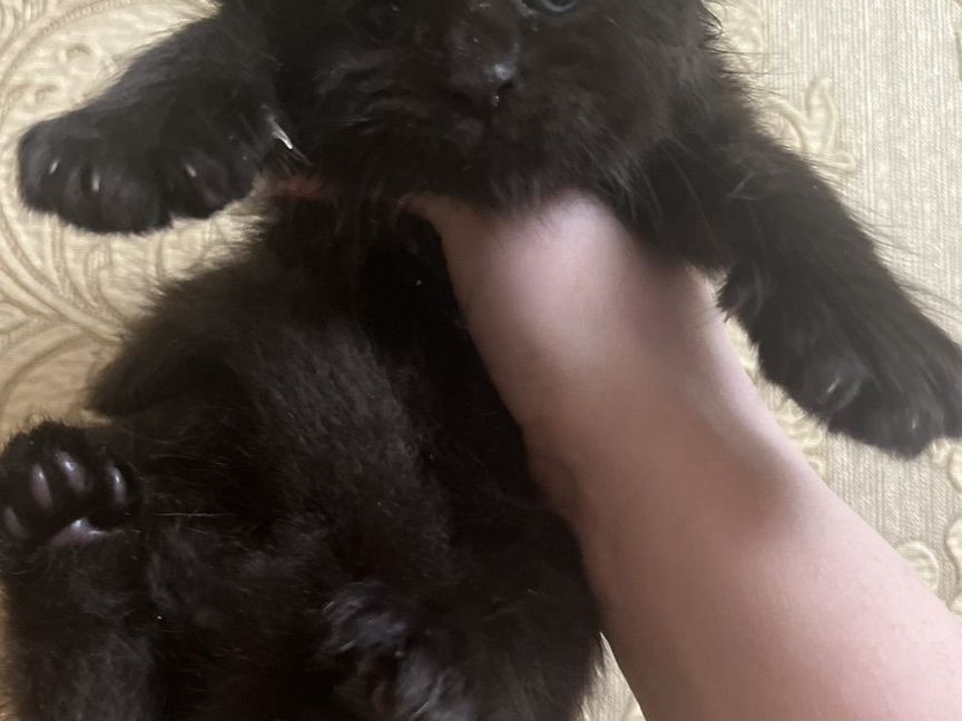 Котята мейн-кун