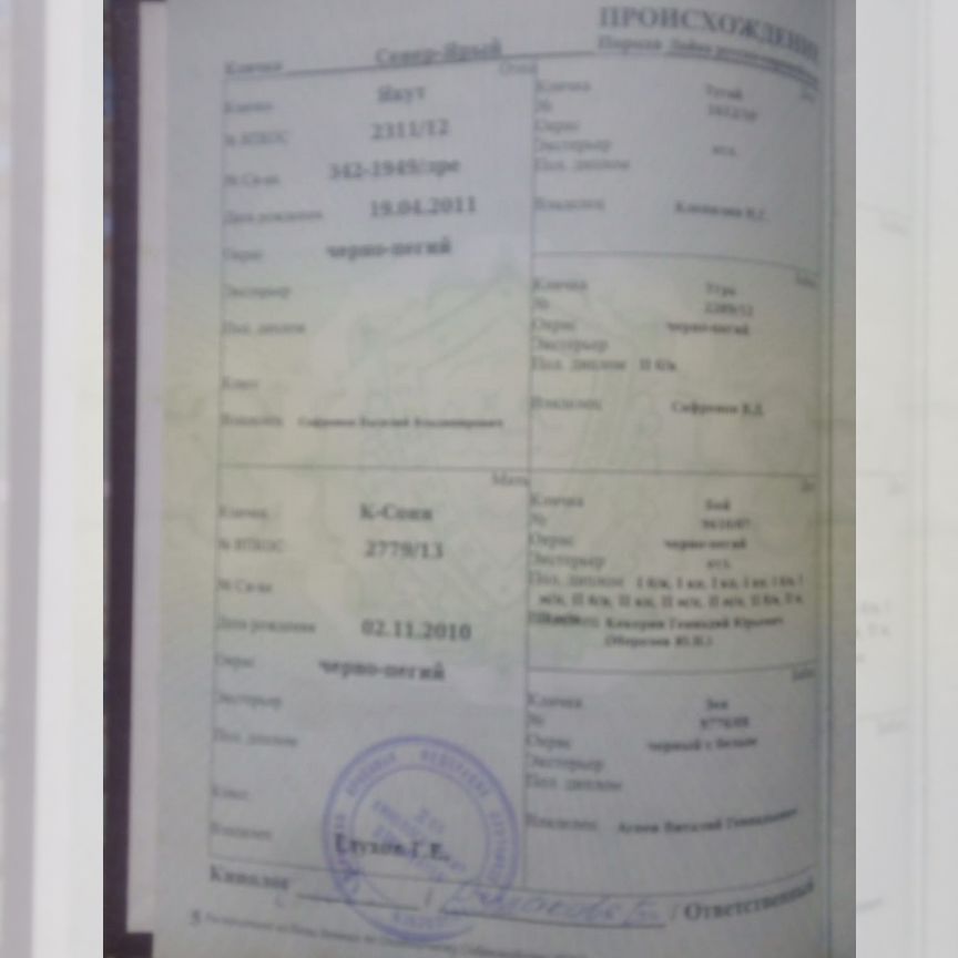 Русско-европейская лайка, взрослый пёс