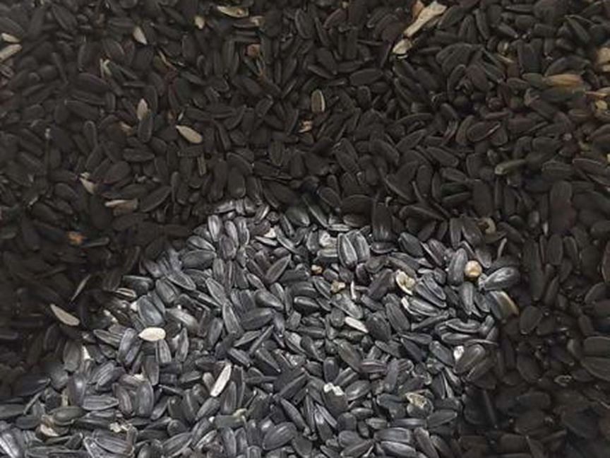 Семечки подсолнечника