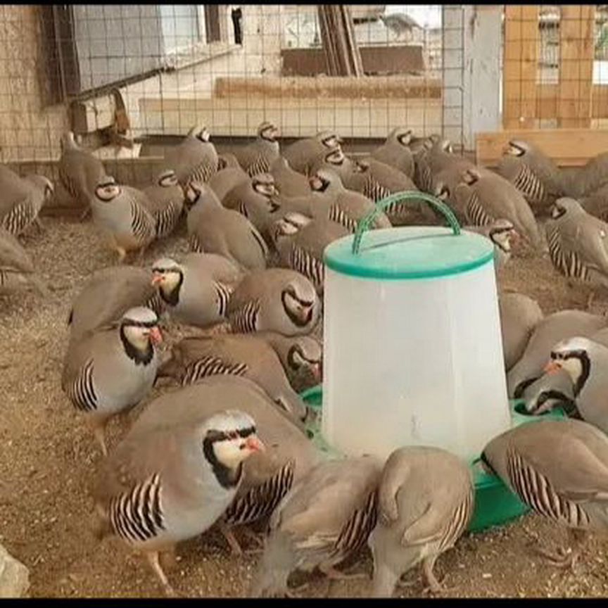 Кеклик азиатский